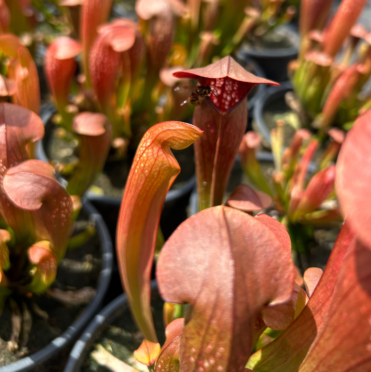 Bug Bat Pitcher Plant | Plant Addicts