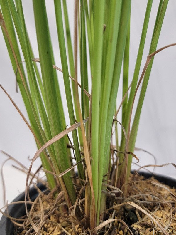 Dancing Wind Big Bluestem | Plant Addicts