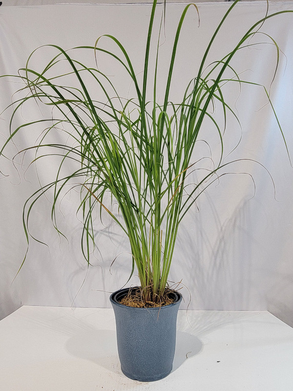 Dancing Wind Big Bluestem | Plant Addicts