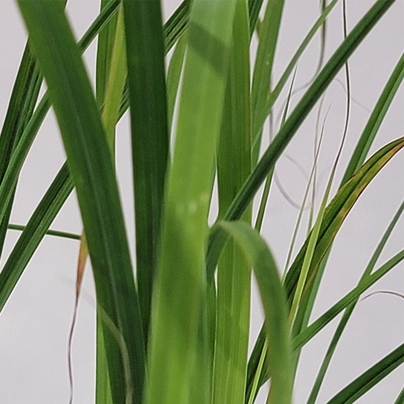 Dancing Wind Big Bluestem | Plant Addicts