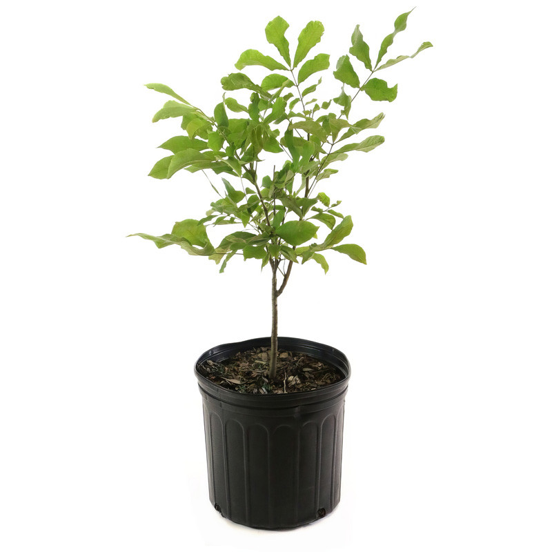 Pignut Hickory Tree | Plant Addicts