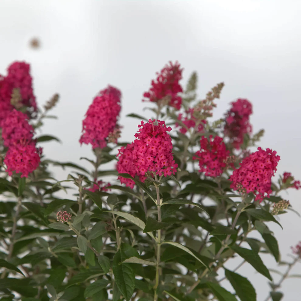 Li'l Raspberry™ Butterfly Bush | Plant Addicts