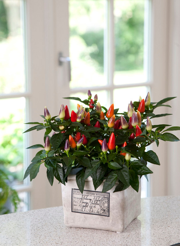 Acapulco™ Multicolor Ornamental Pepper | Plant Addicts