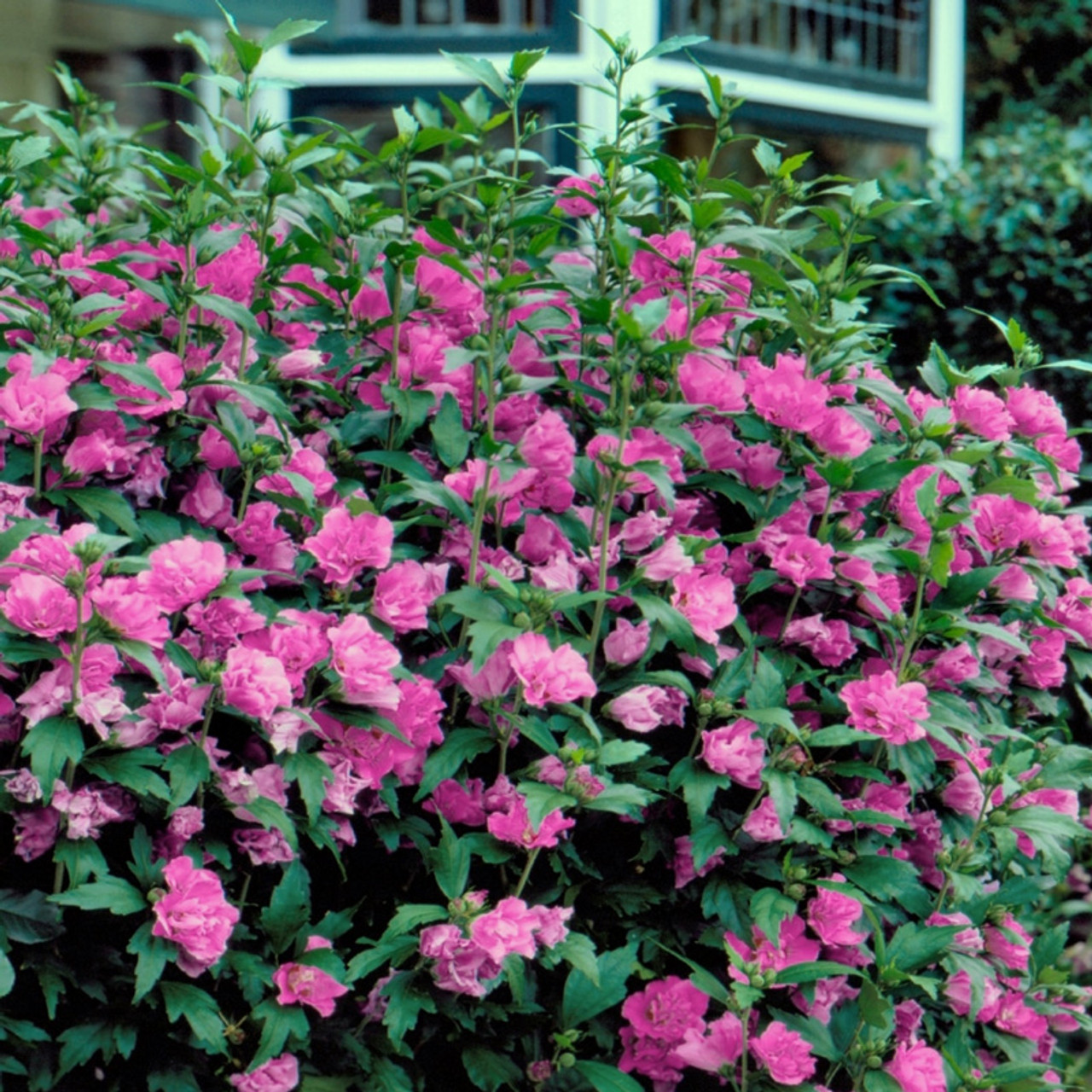 Raspberry Smoothie Hibiscus Tree Plant Addicts