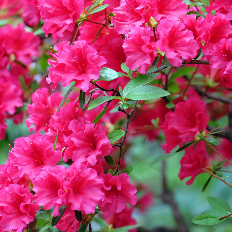 Red Ruffles Azalea | PlantAddicts.com