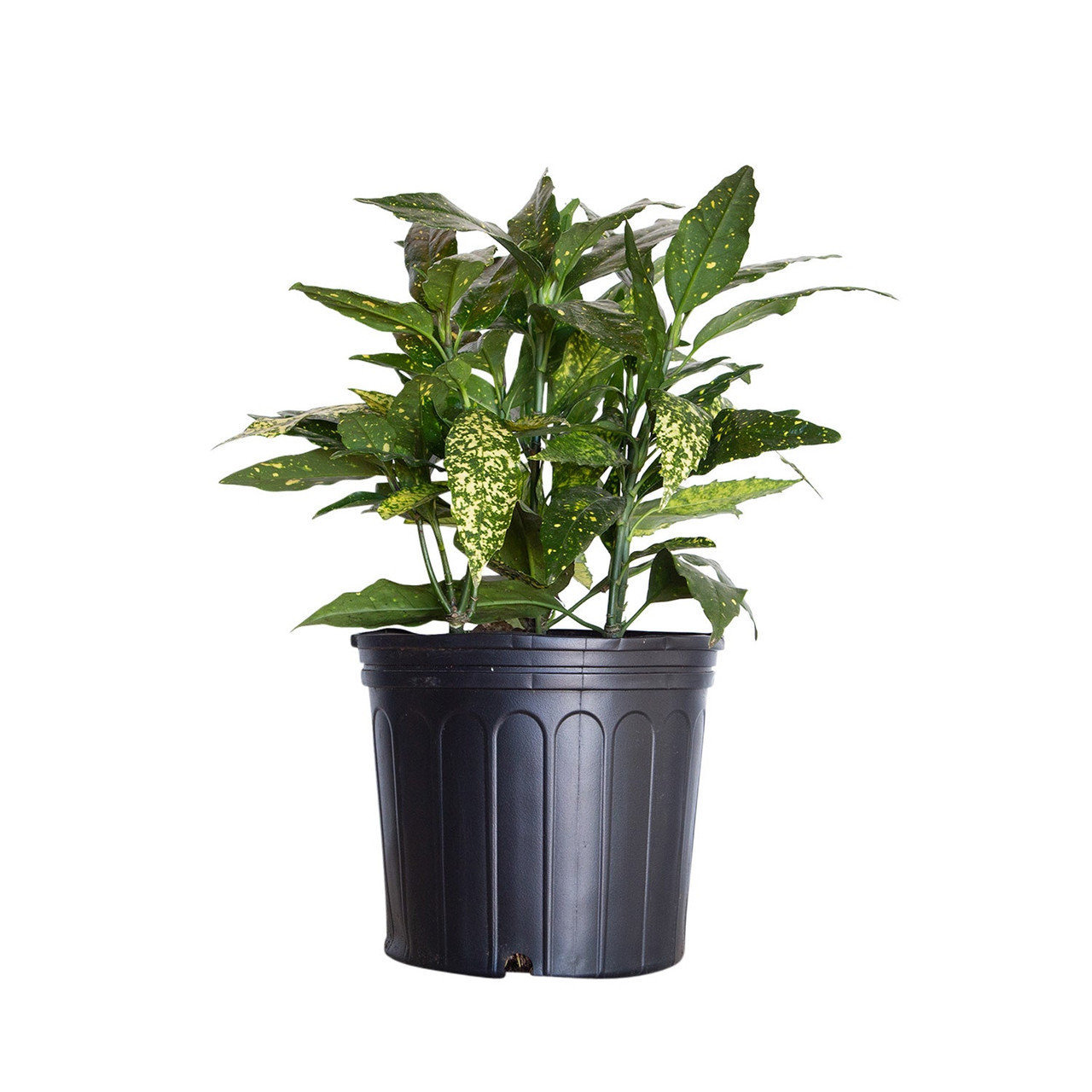 Girard's Roberta Evergreen Azalea | PlantAddicts.com