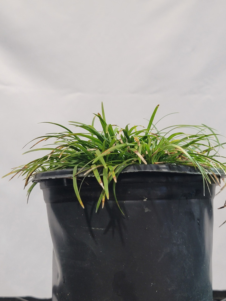 Nana Dwarf Mondo Grass Plant Addicts