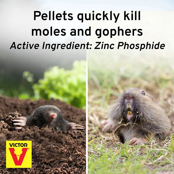 Victor Mole And Gopher Poison | Plant Addicts