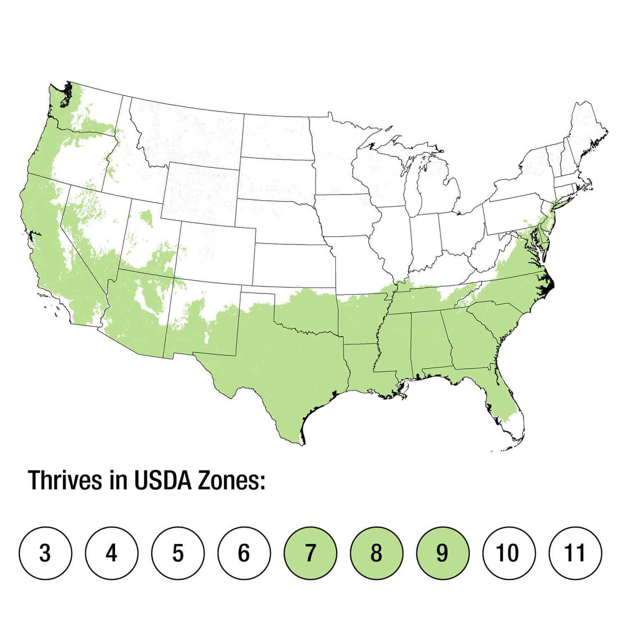 October Magic Ivory Camellia | PlantAddicts.com