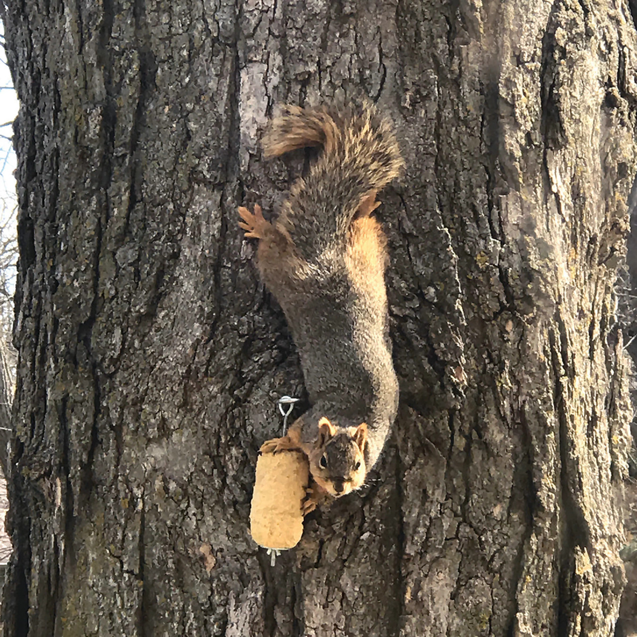 Squirrel Corn Log With Hanger | Plant Addicts