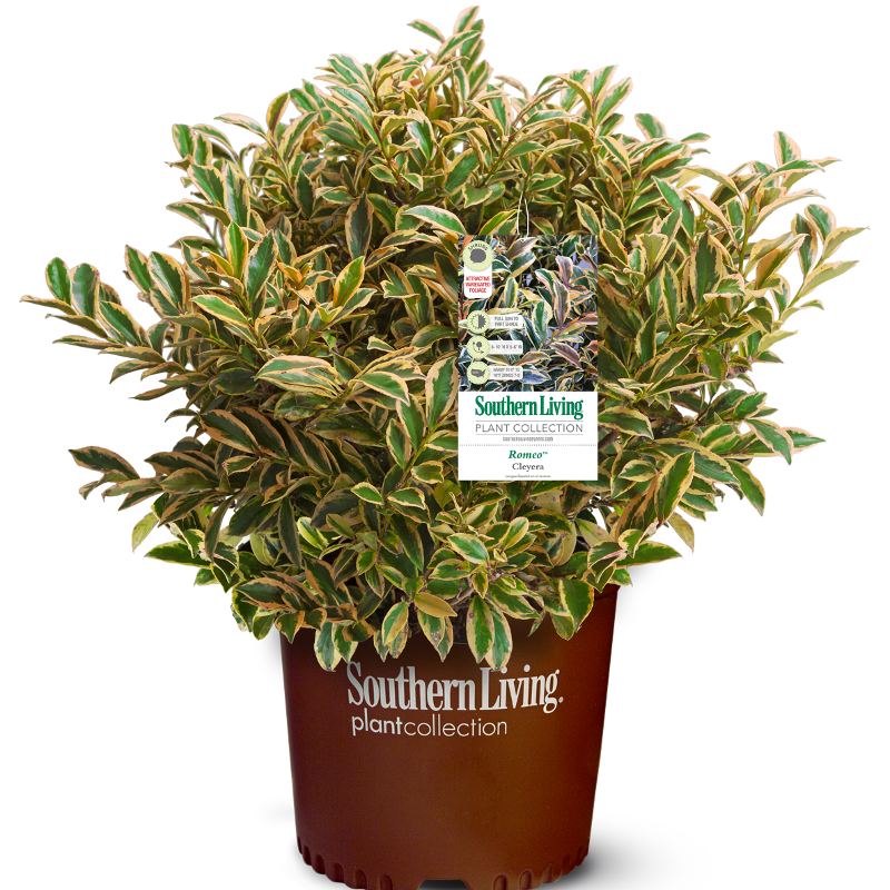 Romeo Cleyera | PlantAddicts.com