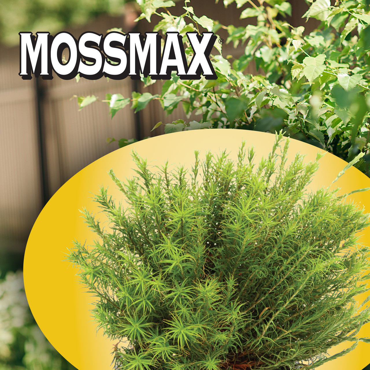 Bonide Mossmax | Plant Addicts