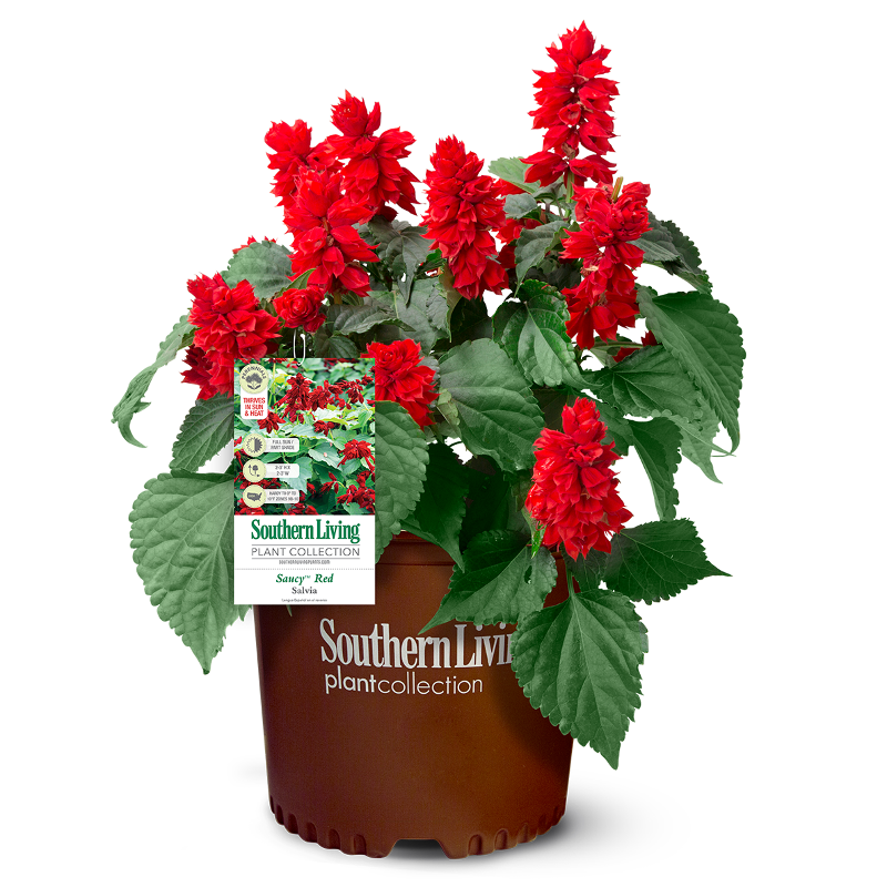 Saucy Red Salvia | PlantAddicts.com