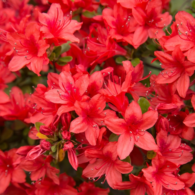 Red Formosa Azalea | PlantAddicts.com