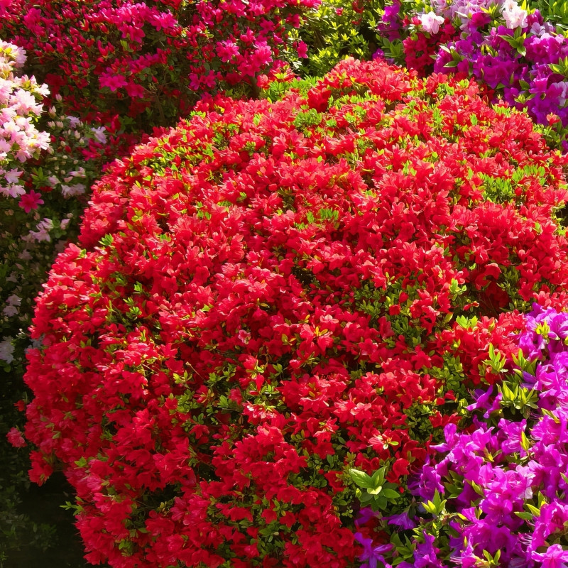 Red Formosa Azalea | PlantAddicts.com