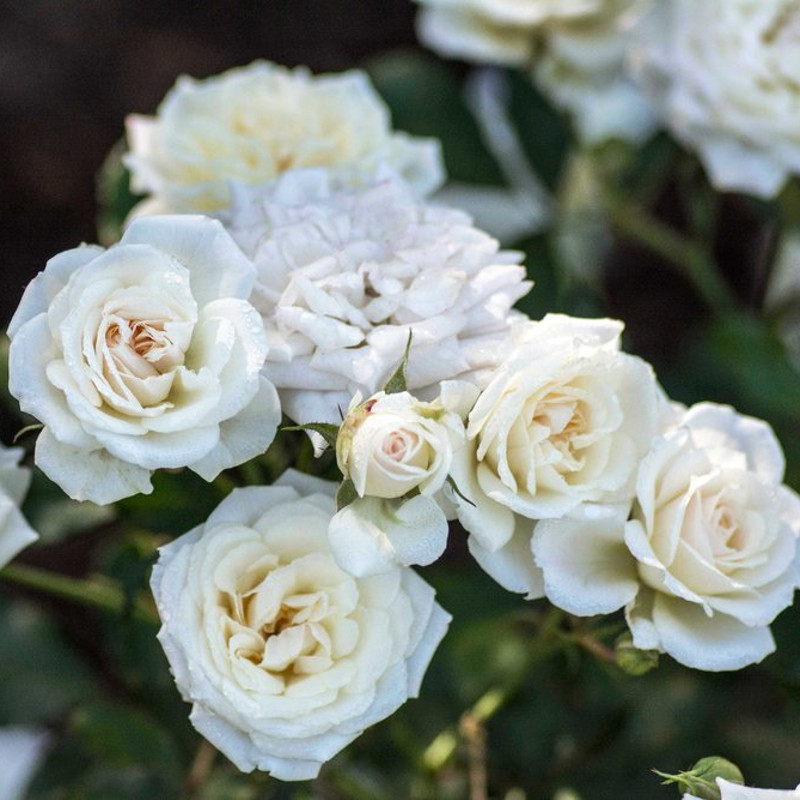 White Drift® Rose | PlantAddicts.com