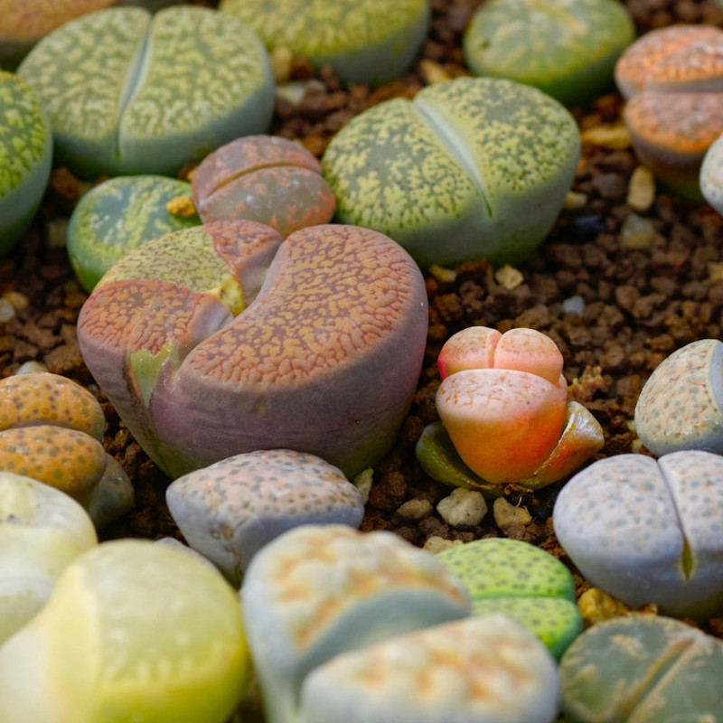 Lithop Living Rock Plant | Plant Addicts