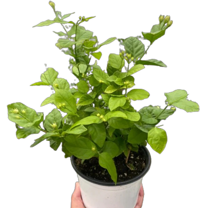Sambac Jasmine | Plant Addicts