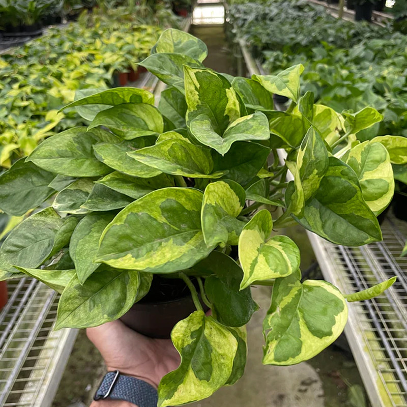 Lemon Meringue Pothos | Plant Addicts