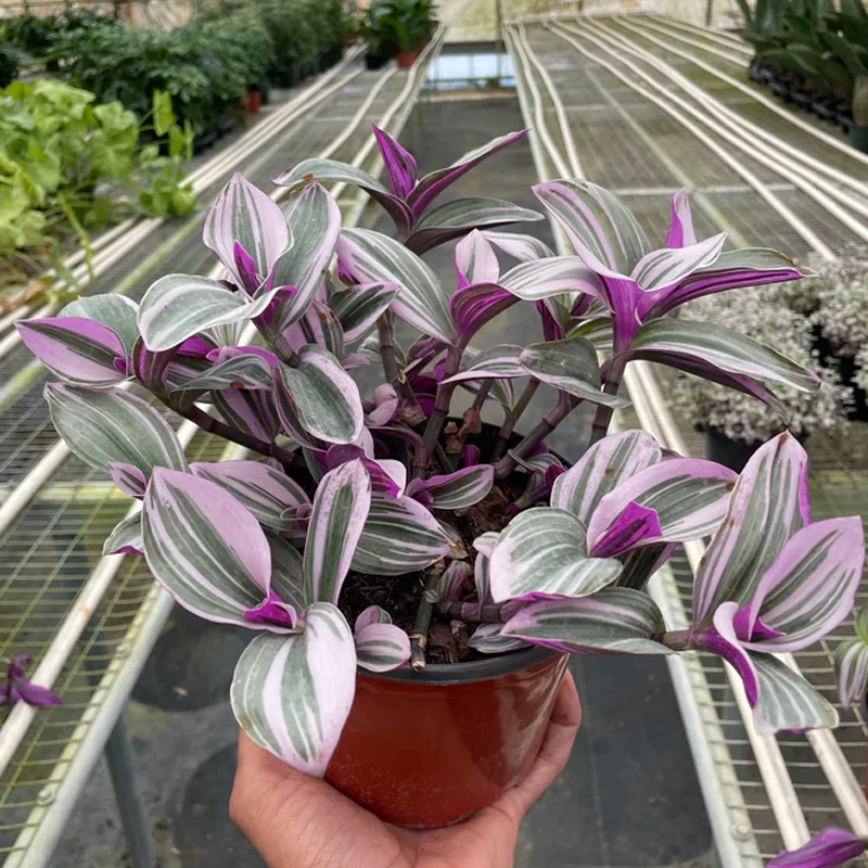 Nanouk Tradescantia | Plant Addicts