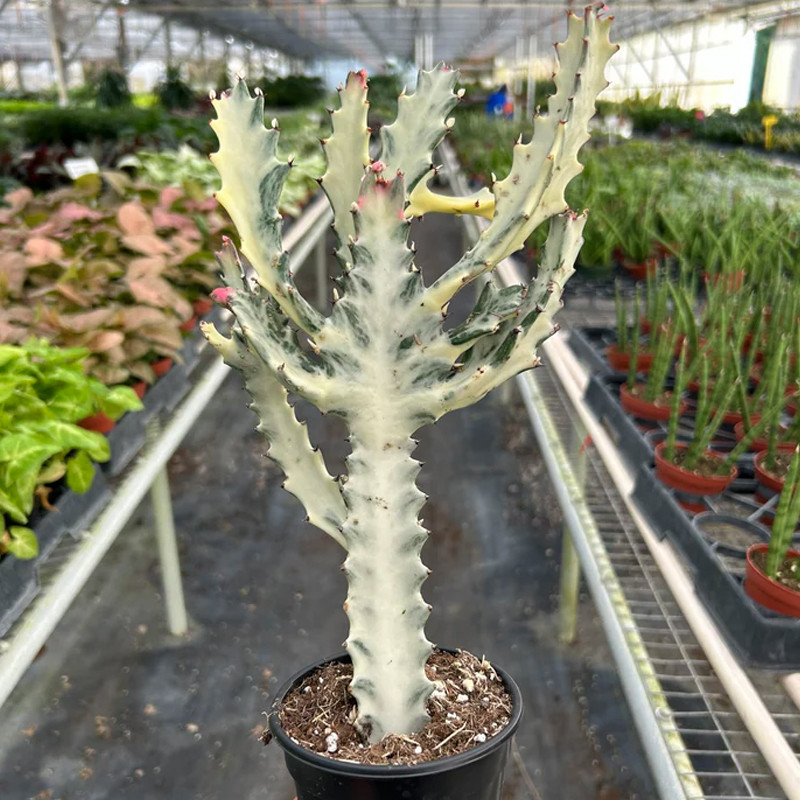 Euphorbia Dragon Bone Succulent | Plant Addicts