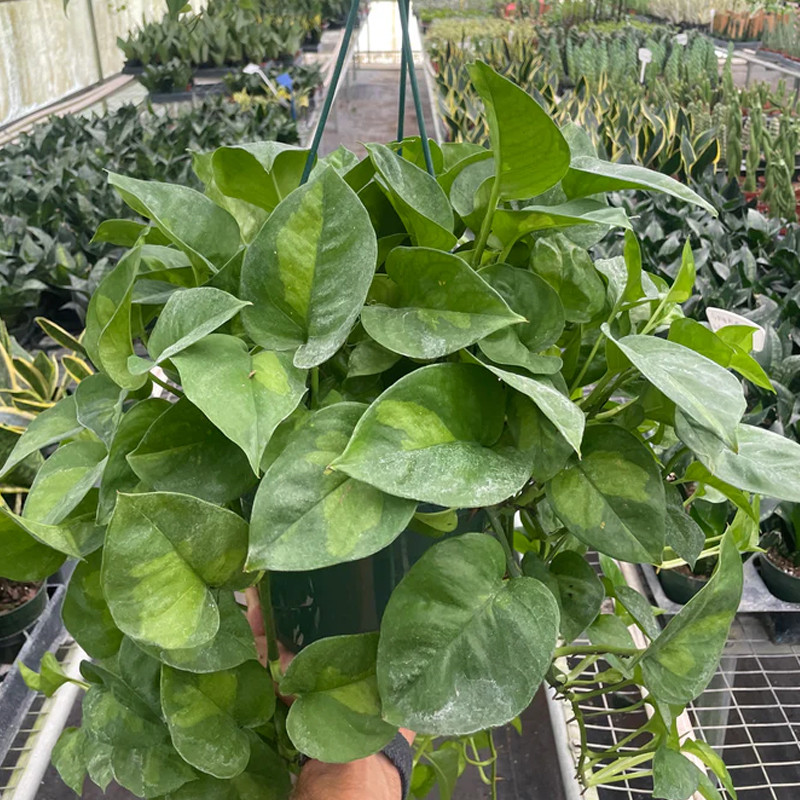 Global Green Pothos | Plant Addicts