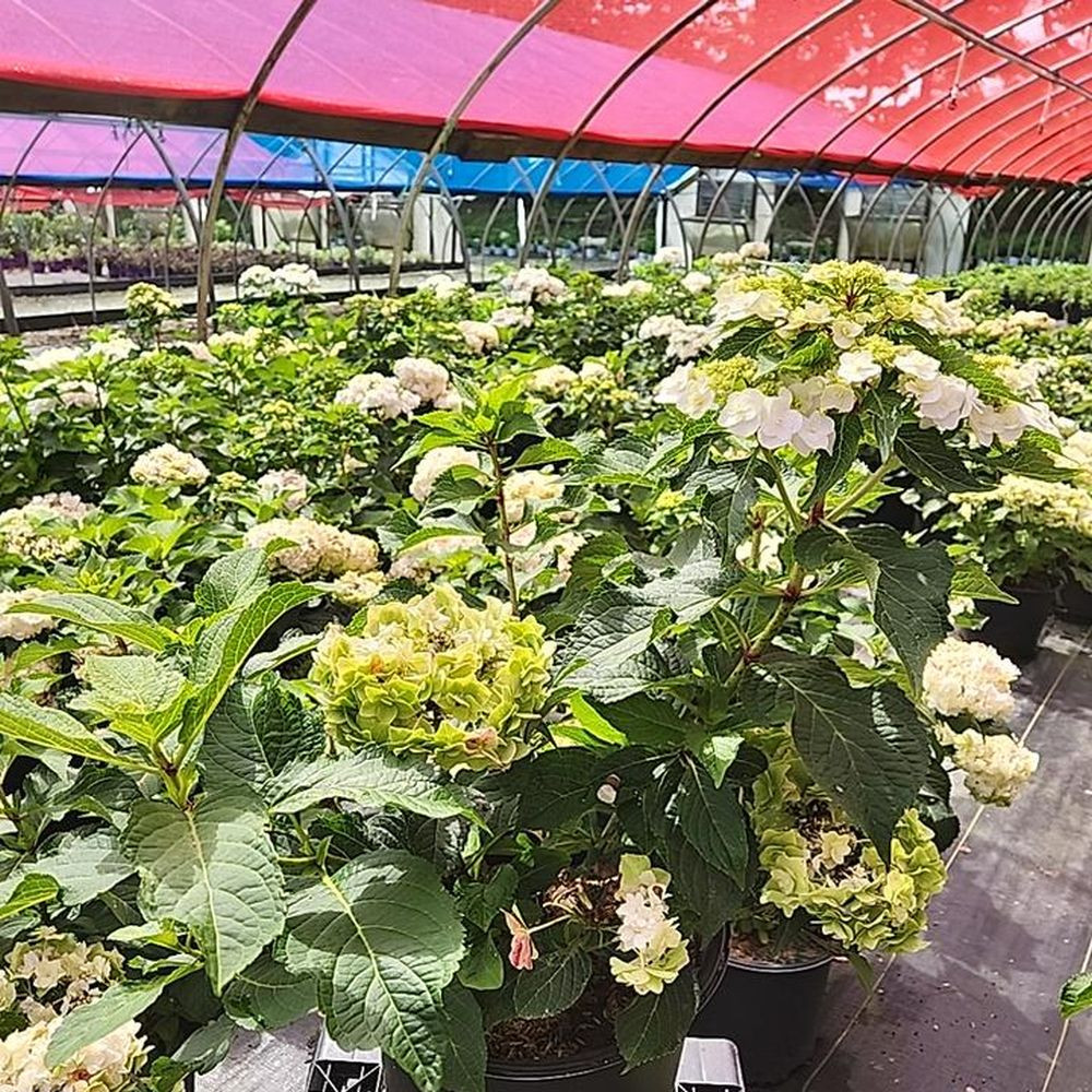 hydrangeas wedding gown