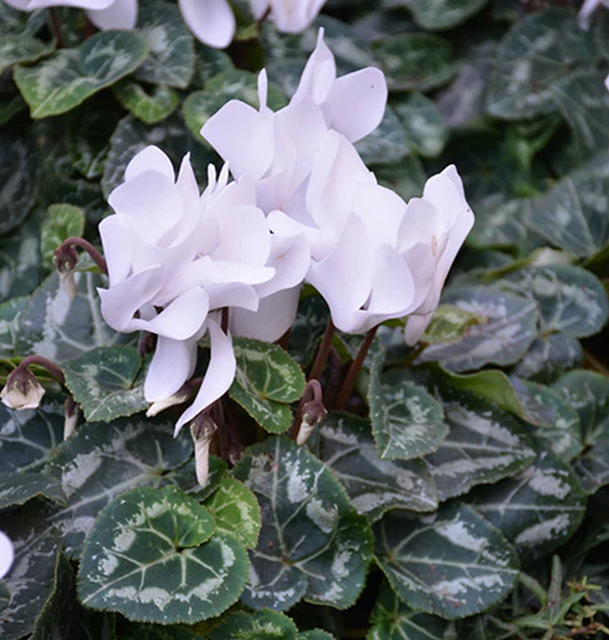 Latinia Success Pure White Cyclamen | Plant Addicts