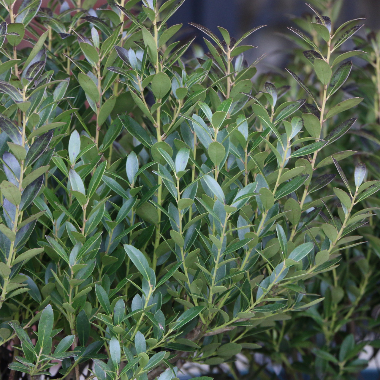 Shamrock Inkberry Holly | Plant Addicts