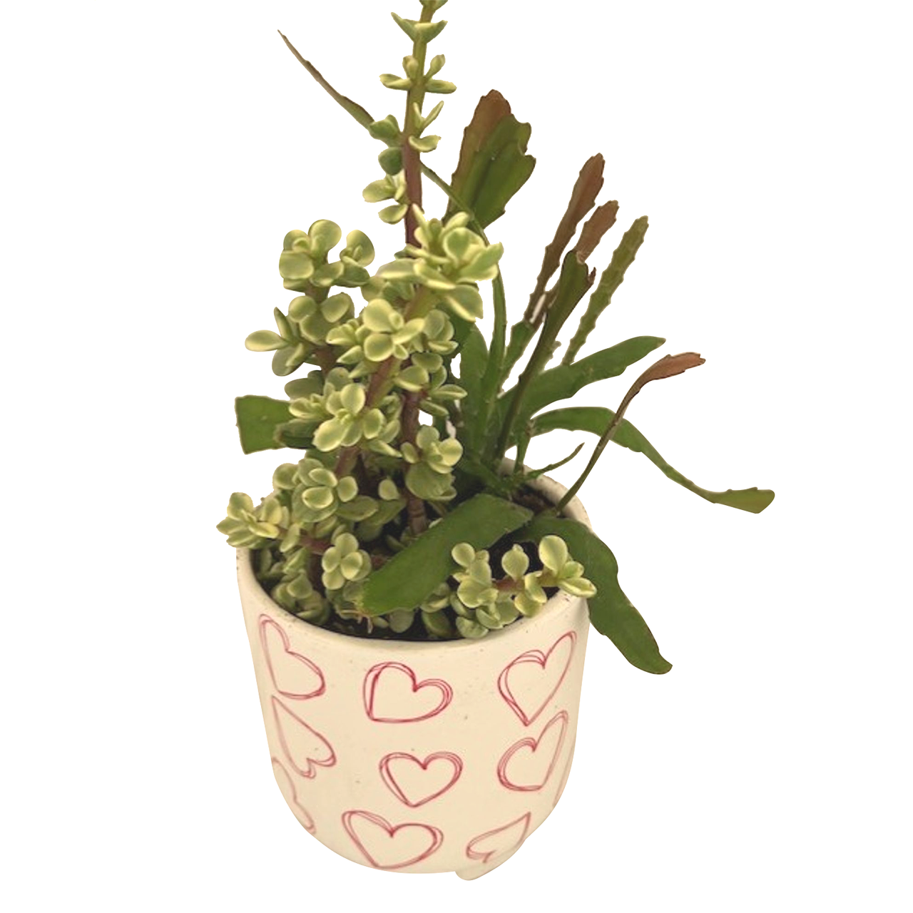 Floating Heart Footed Pot With Succulents | Plant Addicts