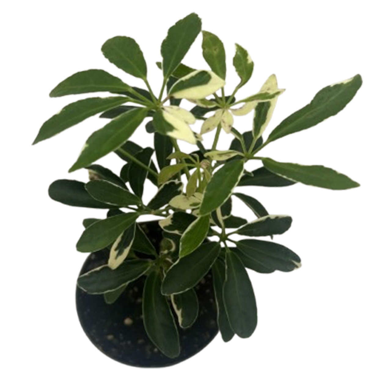 Moondrop Dwarf Umbrella Tree | Plant Addicts