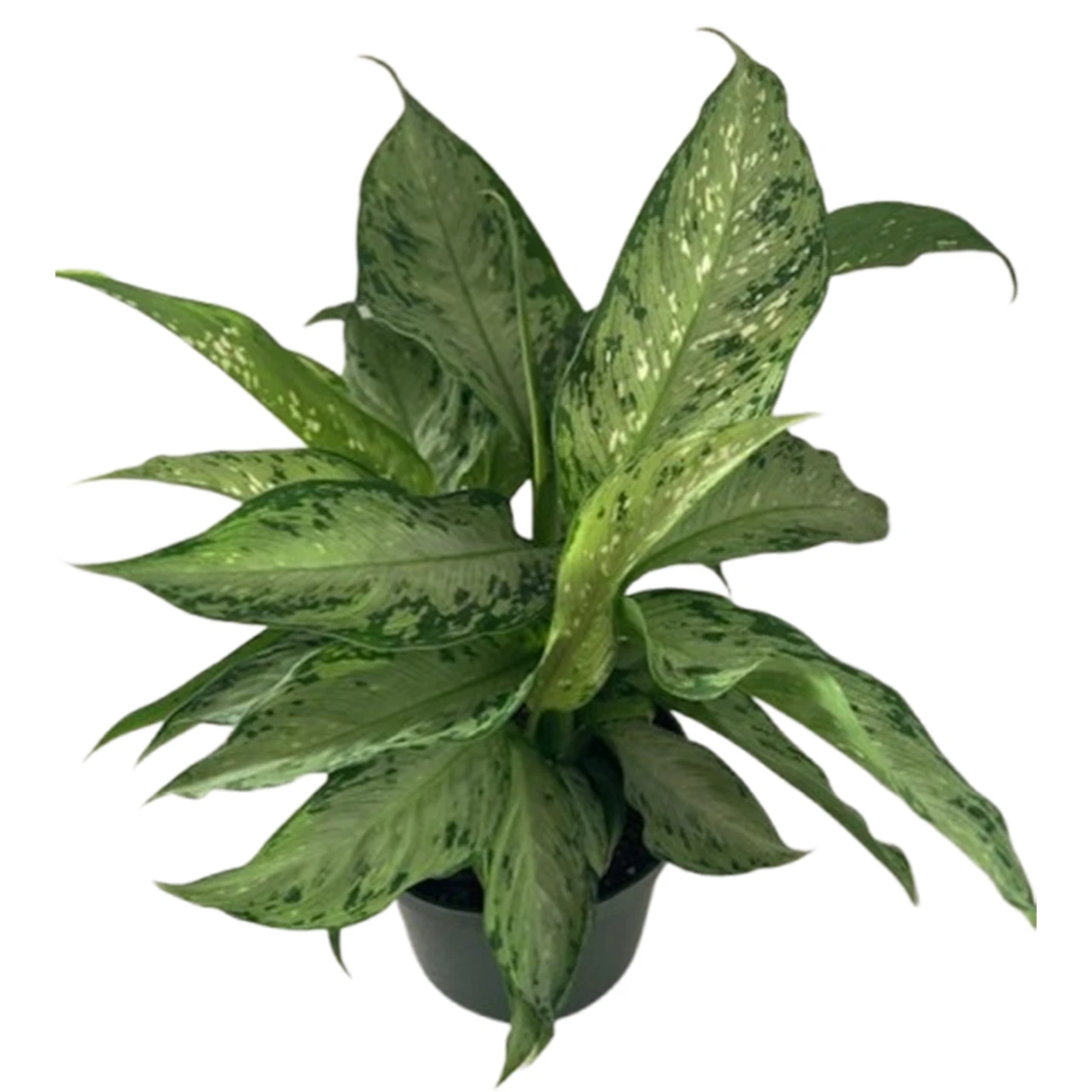Tiki Dieffenbachia | Plant Addicts