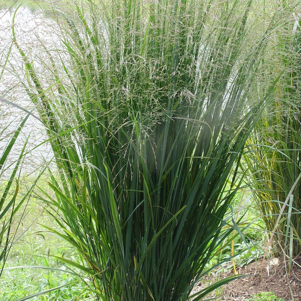 Northwind Switchgrass | Plant Addicts
