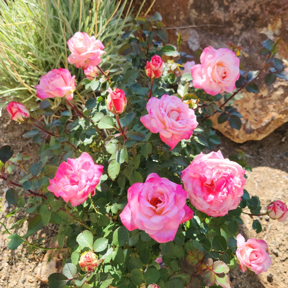 True Bliss Rose | Plant Addicts