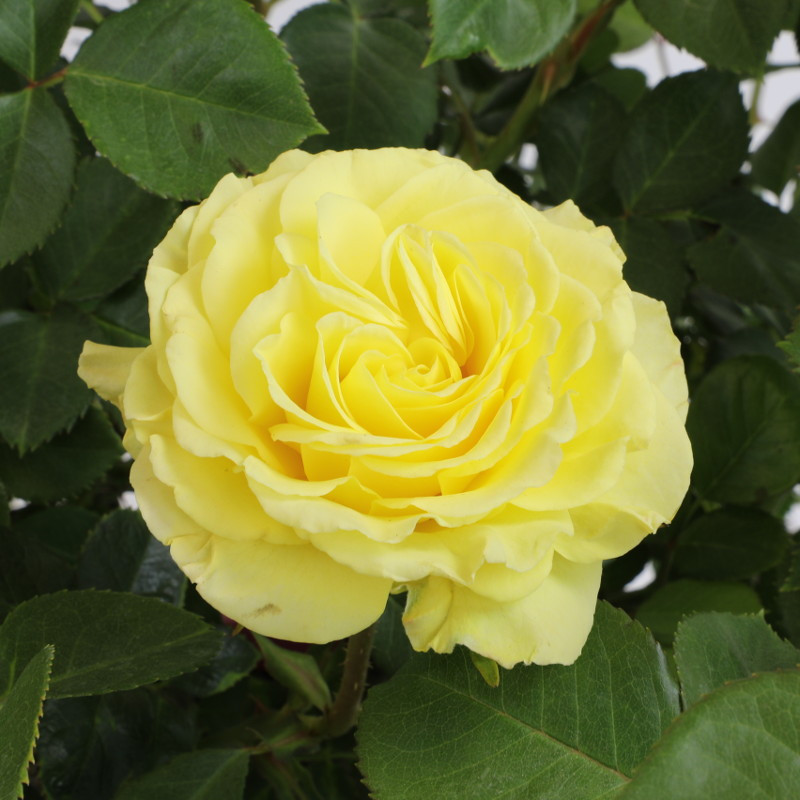 True Darling Rose | Plant Addicts