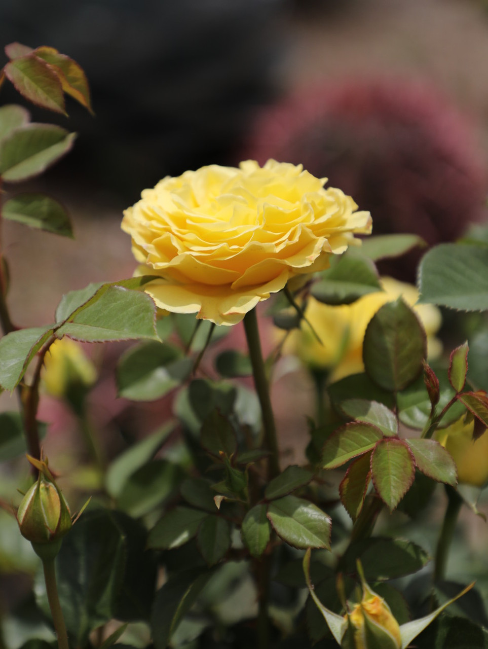 True Darling Rose | Plant Addicts