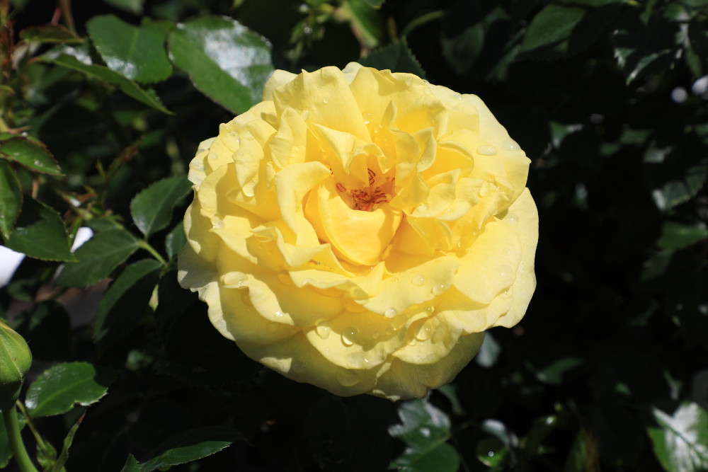 True Darling Rose | Plant Addicts