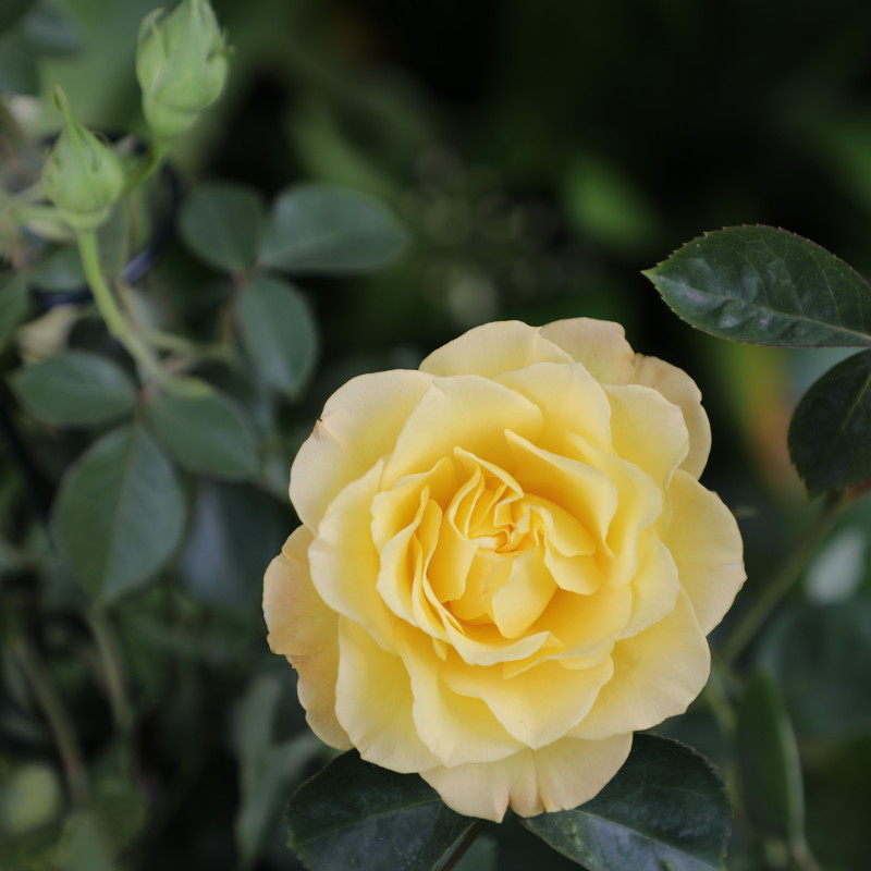 True Kindness Rose | Plant Addicts