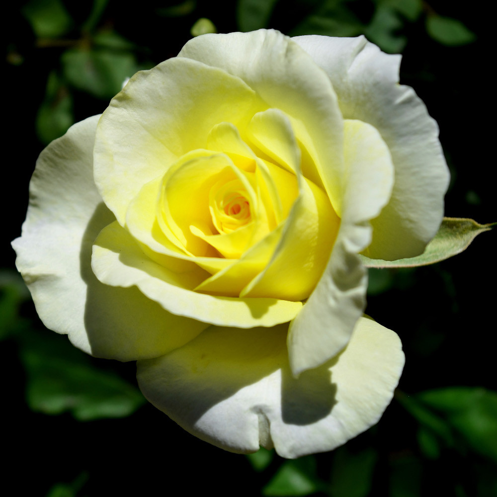 True Kindness Rose | Plant Addicts