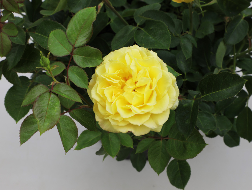True Kindness Rose | Plant Addicts