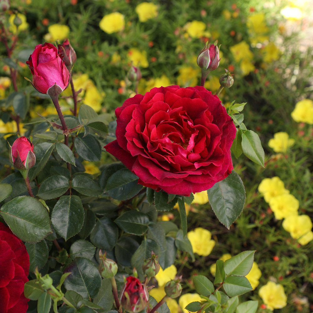 True Spirit Rose | Plant Addicts