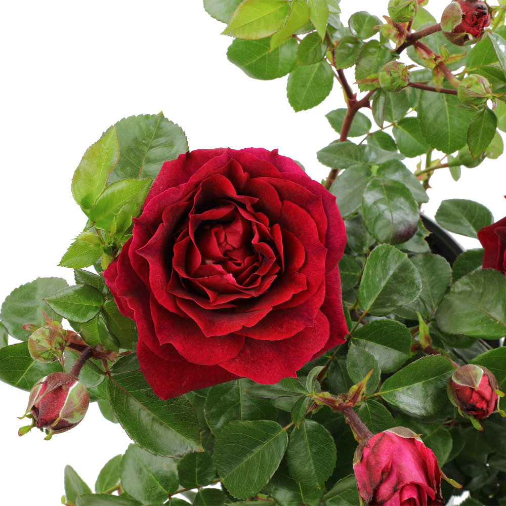 True Spirit Rose | Plant Addicts
