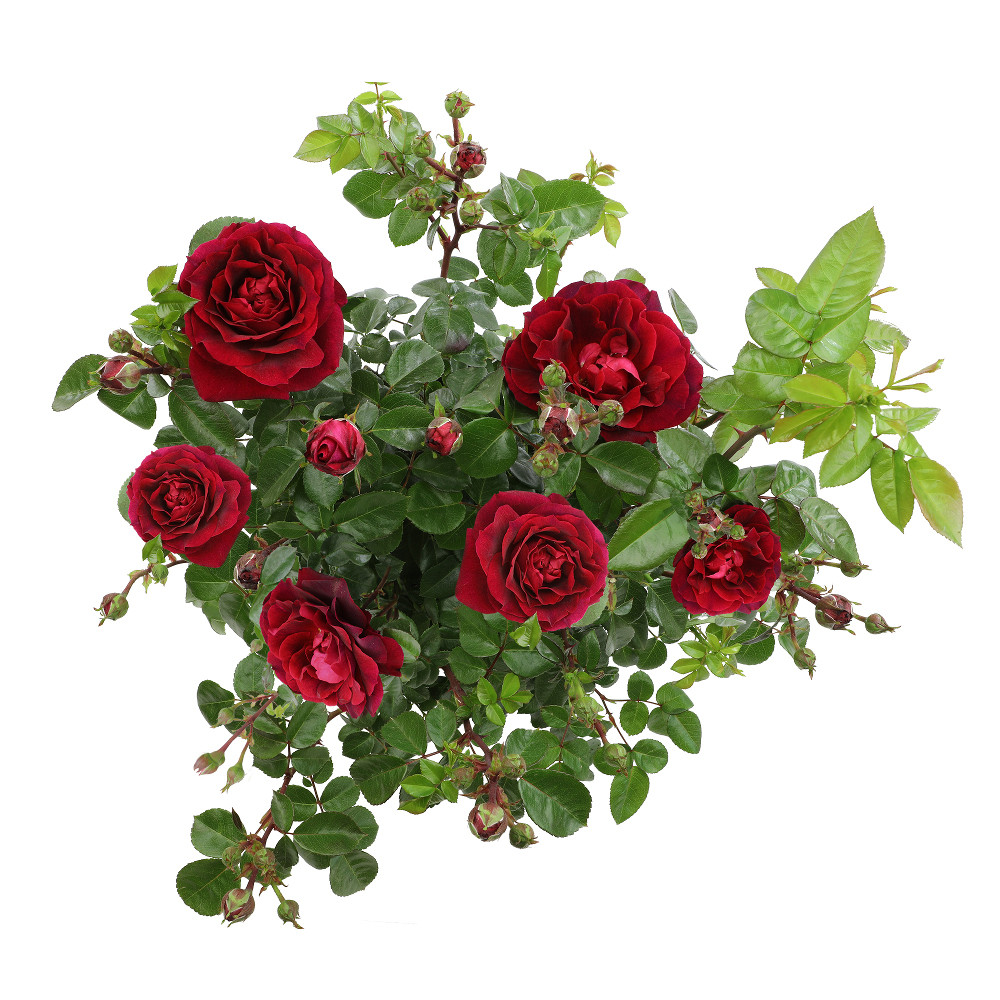 True Spirit Rose | Plant Addicts