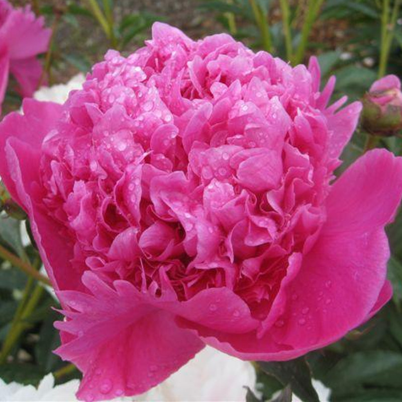 Petite Renee Peony | Plant Addicts