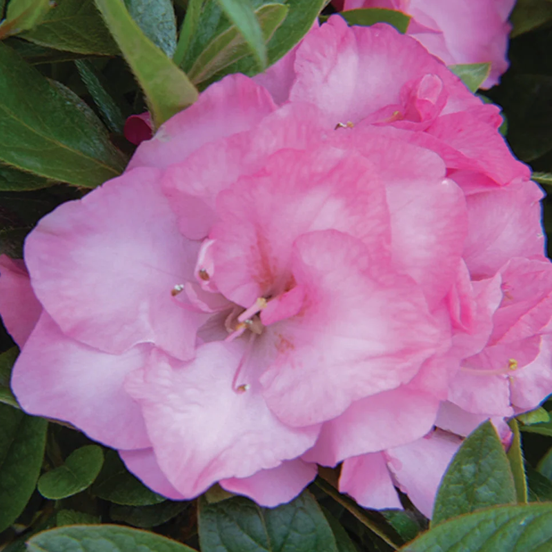 Ever After™ Blush Reblooming Azalea | Plant Addicts