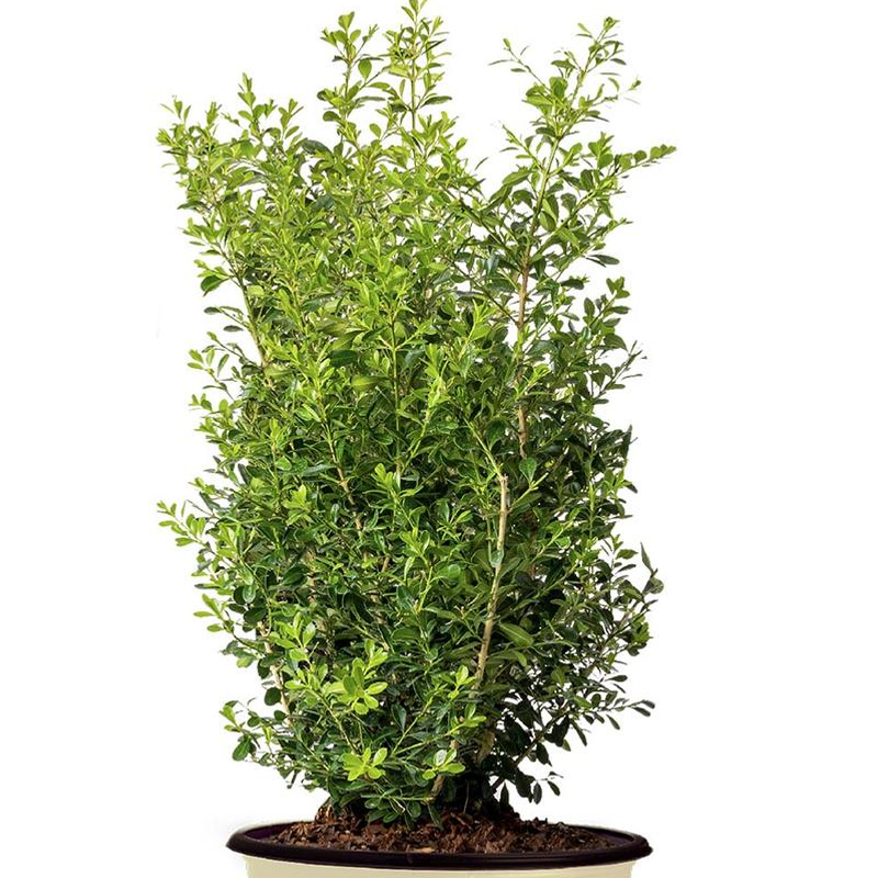 Skylight Boxwood | Plant Addicts