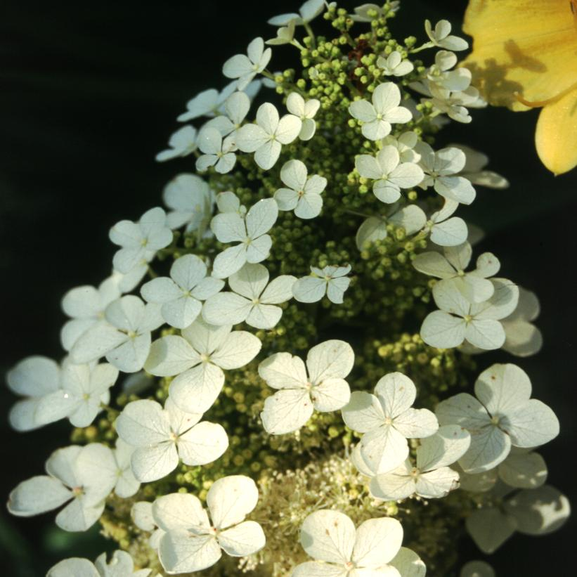 Pee Wee Oakleaf Hydrangea | Plant Addicts