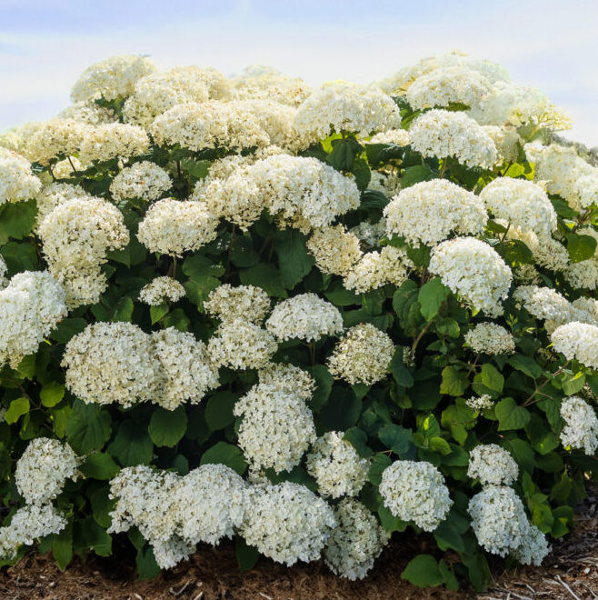 Flowerfull Smooth Hydrangea | Plant Addicts