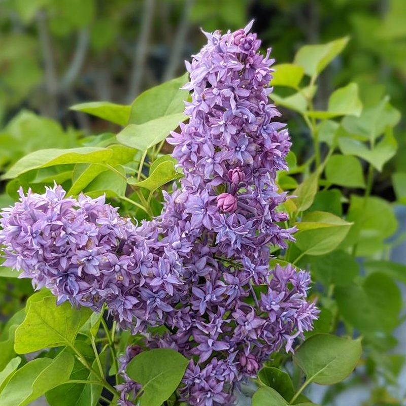 Royalty Lilac | Plant Addicts