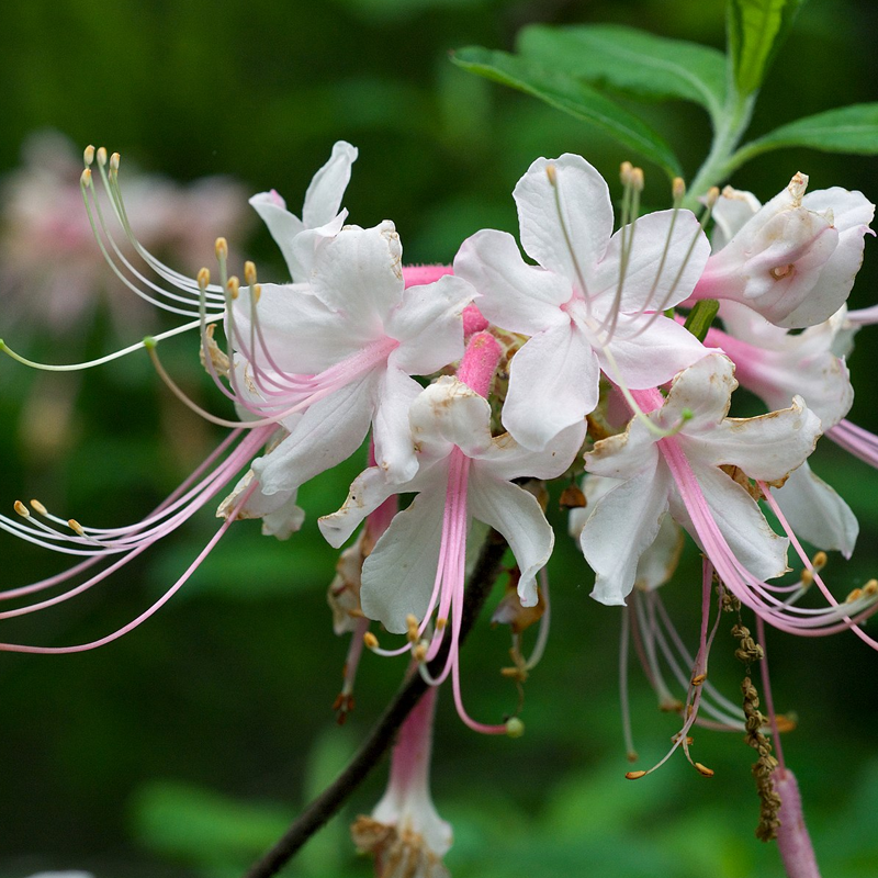 Mountain Azalea | Plant Addicts